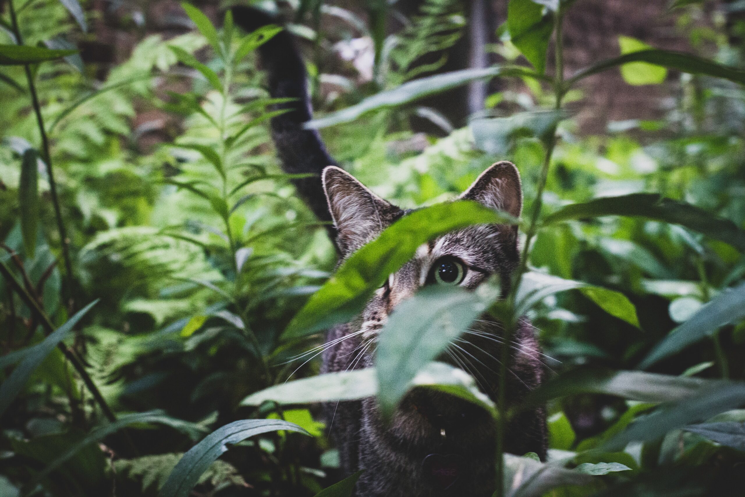Keeping Cats Out of Your Plants: A Guide to Protecting Your Garden ...