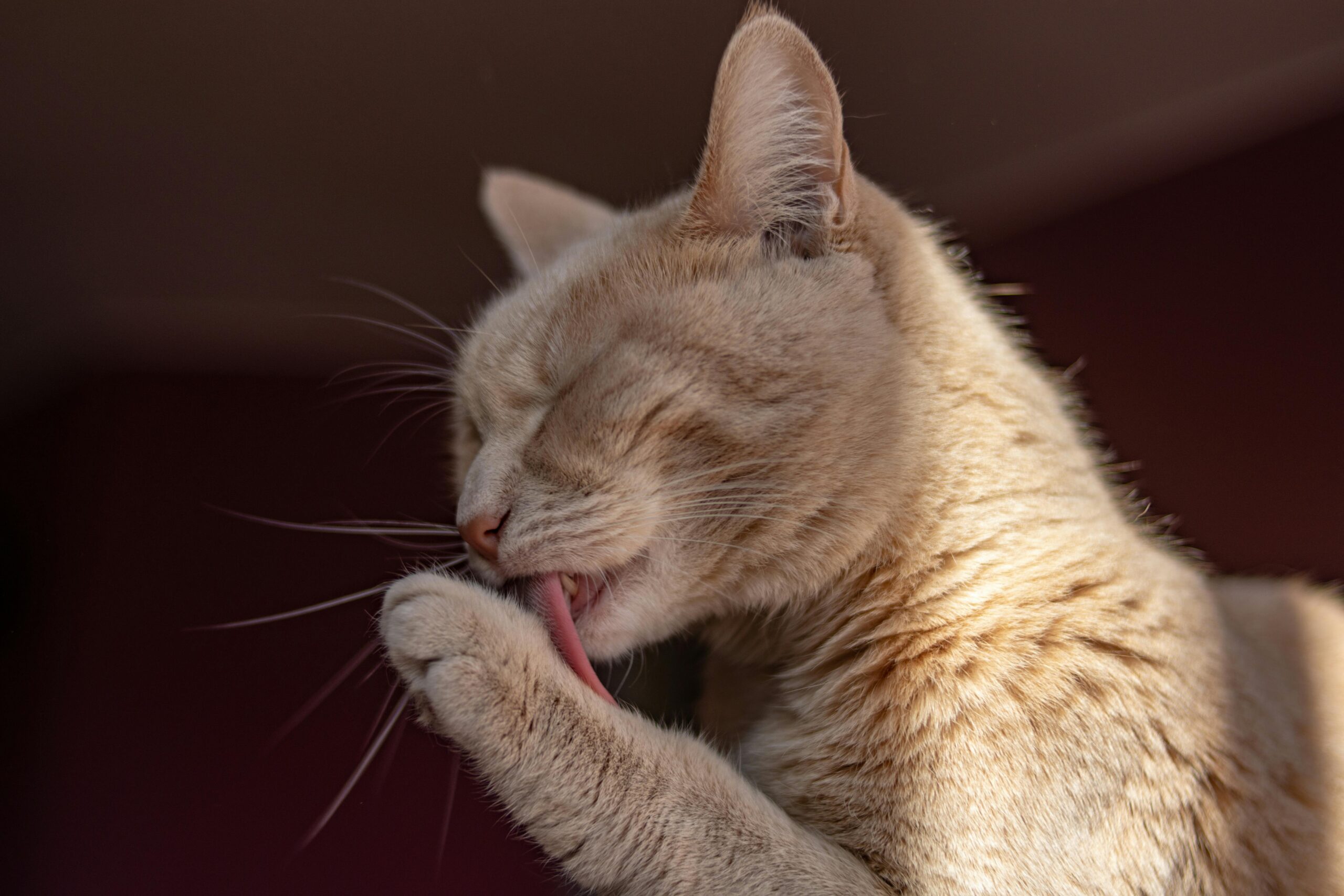 Why Do Cats Have A Rough Tongue? - Little Pets Care